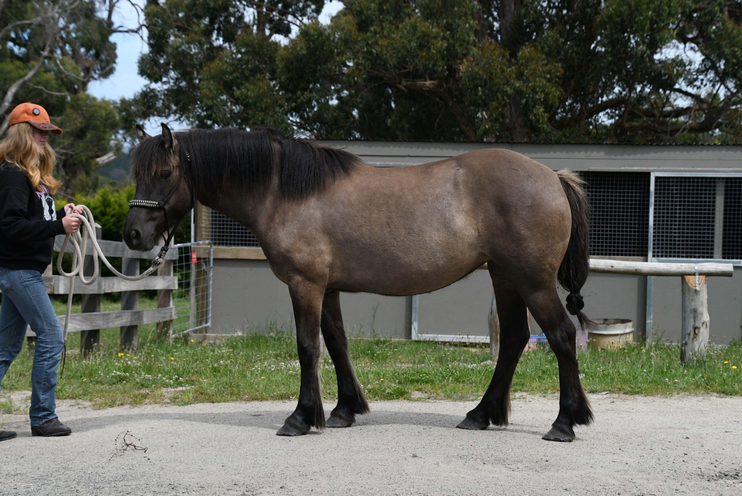 Chocolate Highland Pony