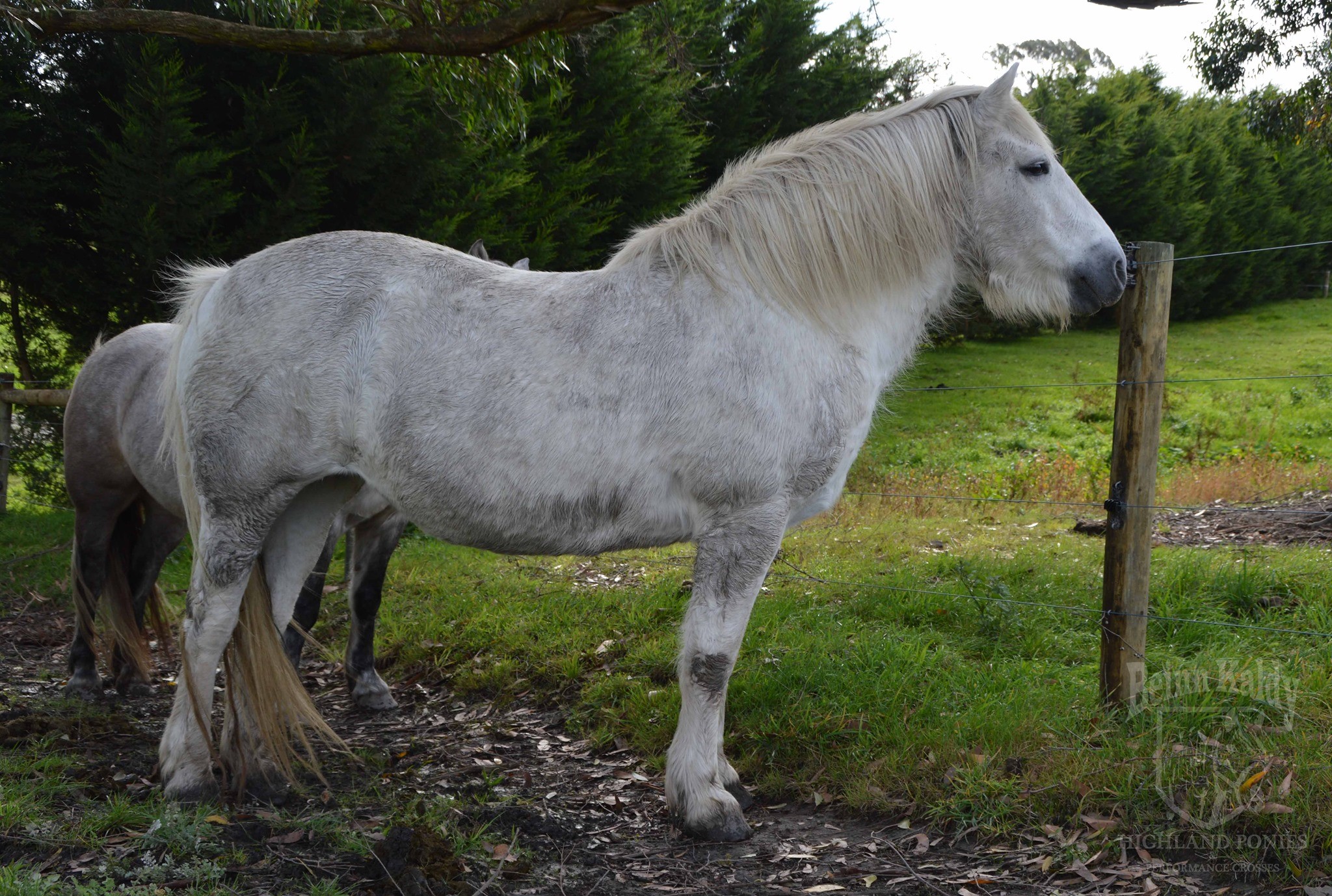 Chocolate Highland Pony